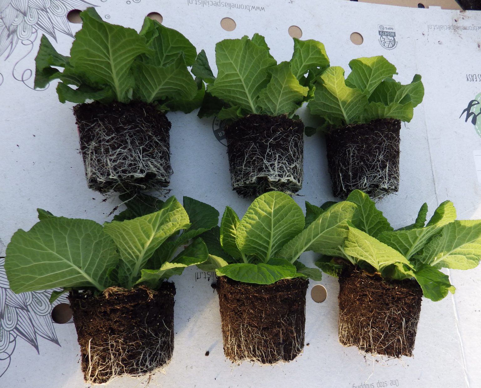 Primrose monitoring example – BOA